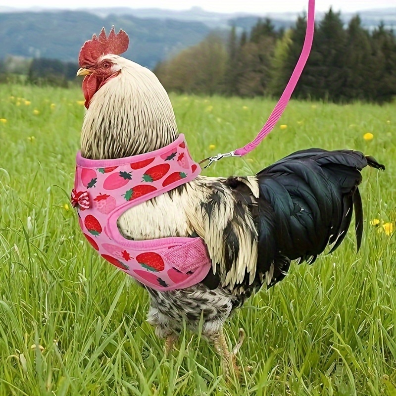Leashes for chickens store