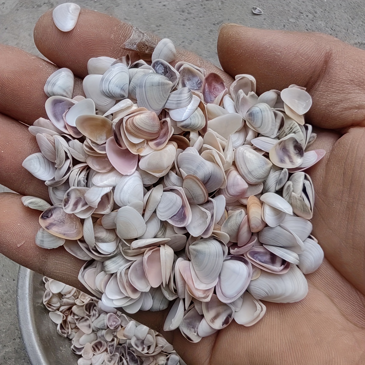 Natural Seashell Conch Mix Perfect Diy Nail Art Aquarium - Temu
