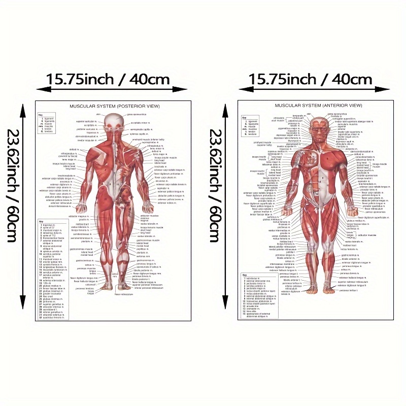Human Anatomy Posters Skeleton Muscle Analysis Frameless - Temu