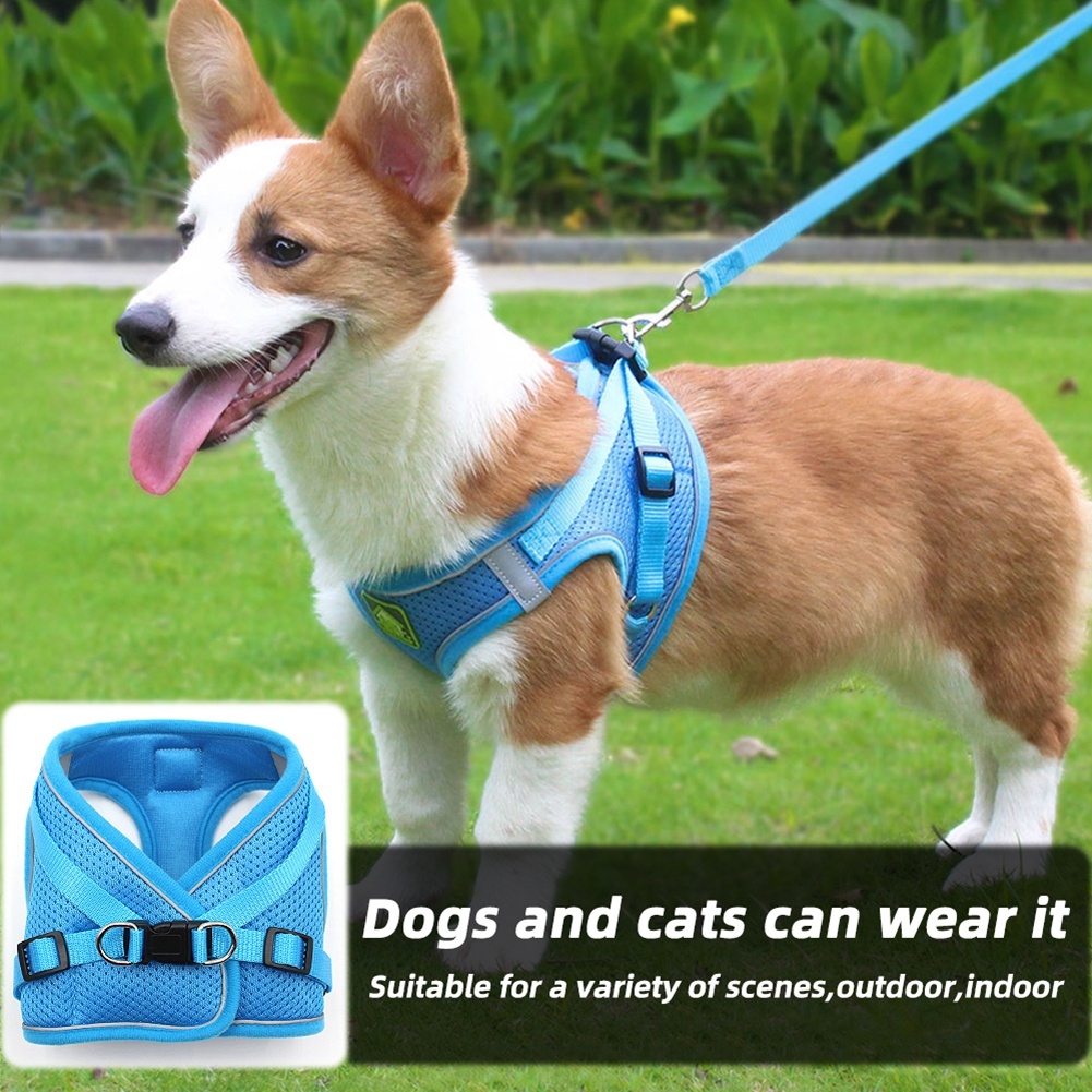 dog harness leash set sold on Temu United States