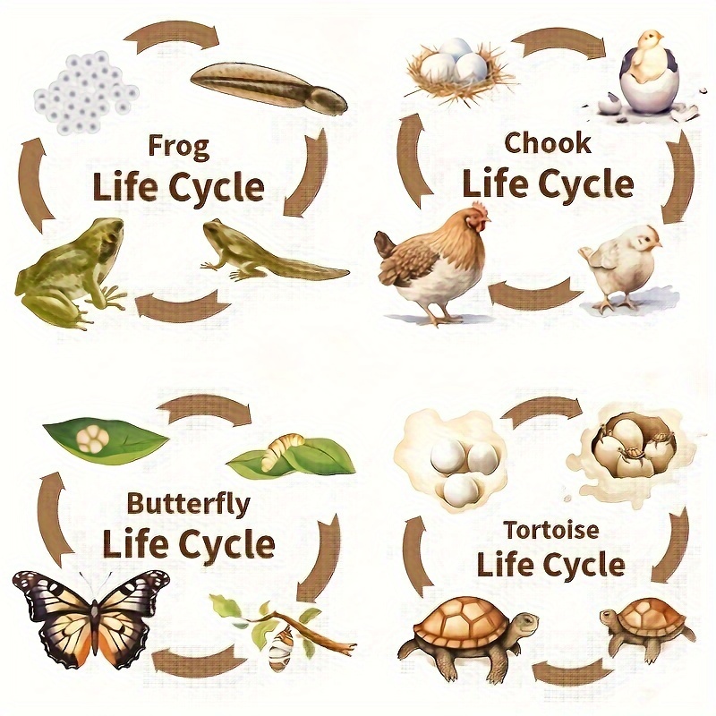 Life Cycle Board Montessori Kit - Temu
