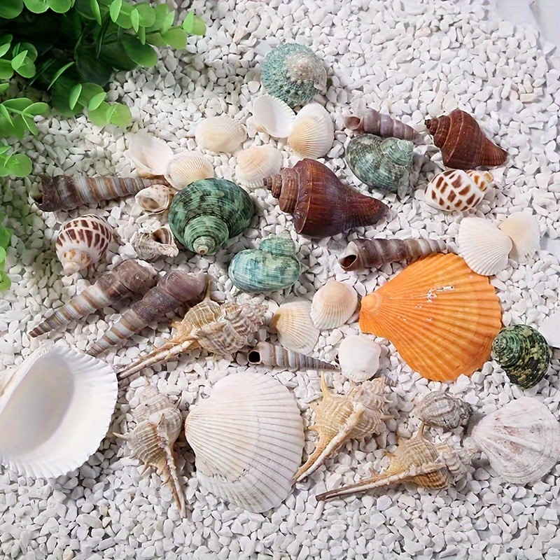 1000 Grams Large Shell Set Various Styles Mixed Shells - Temu Australia