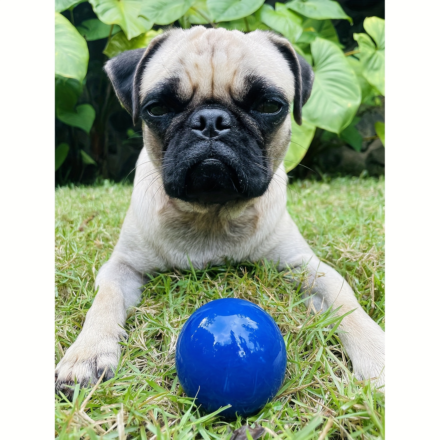 Large Dogs Best Ball For Dogs That Chew The 16 Best Dog Toys for Tough ...