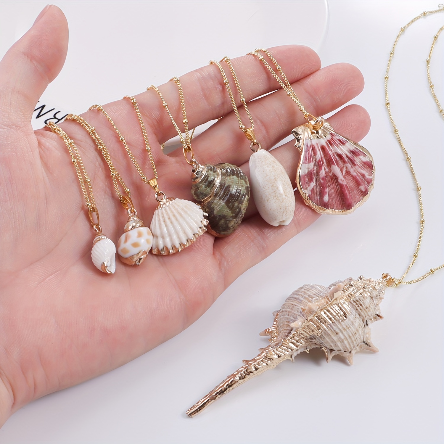 sea snail shell - Ghana