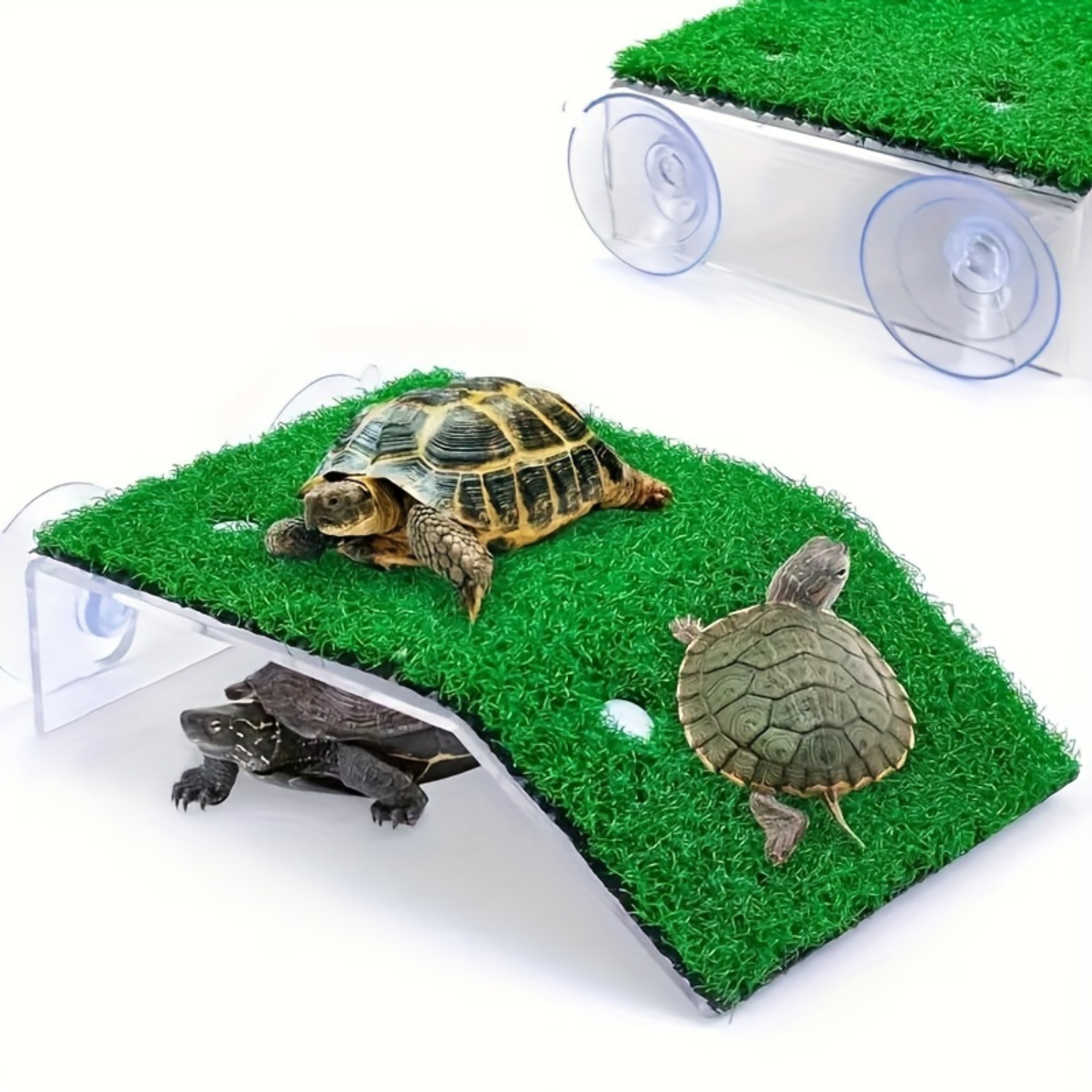 turtle grass - Maldives