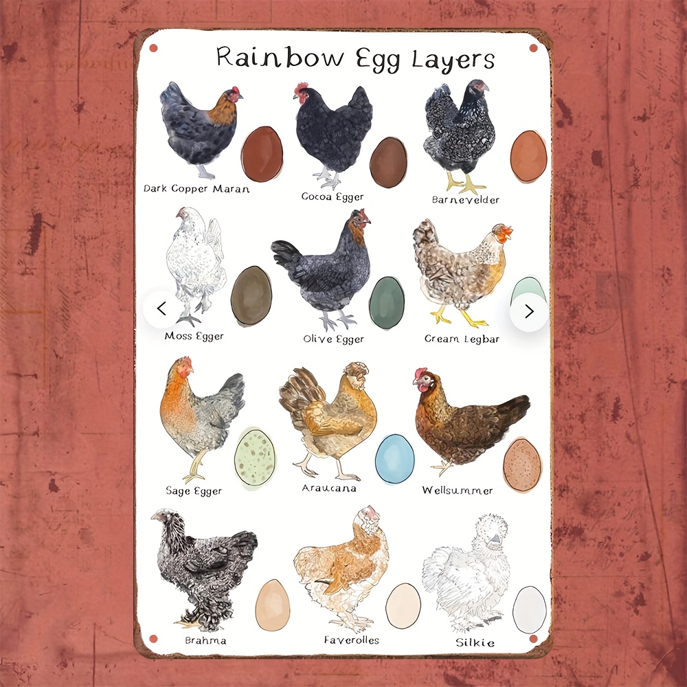 Hens Chicken Breed Identification Chart