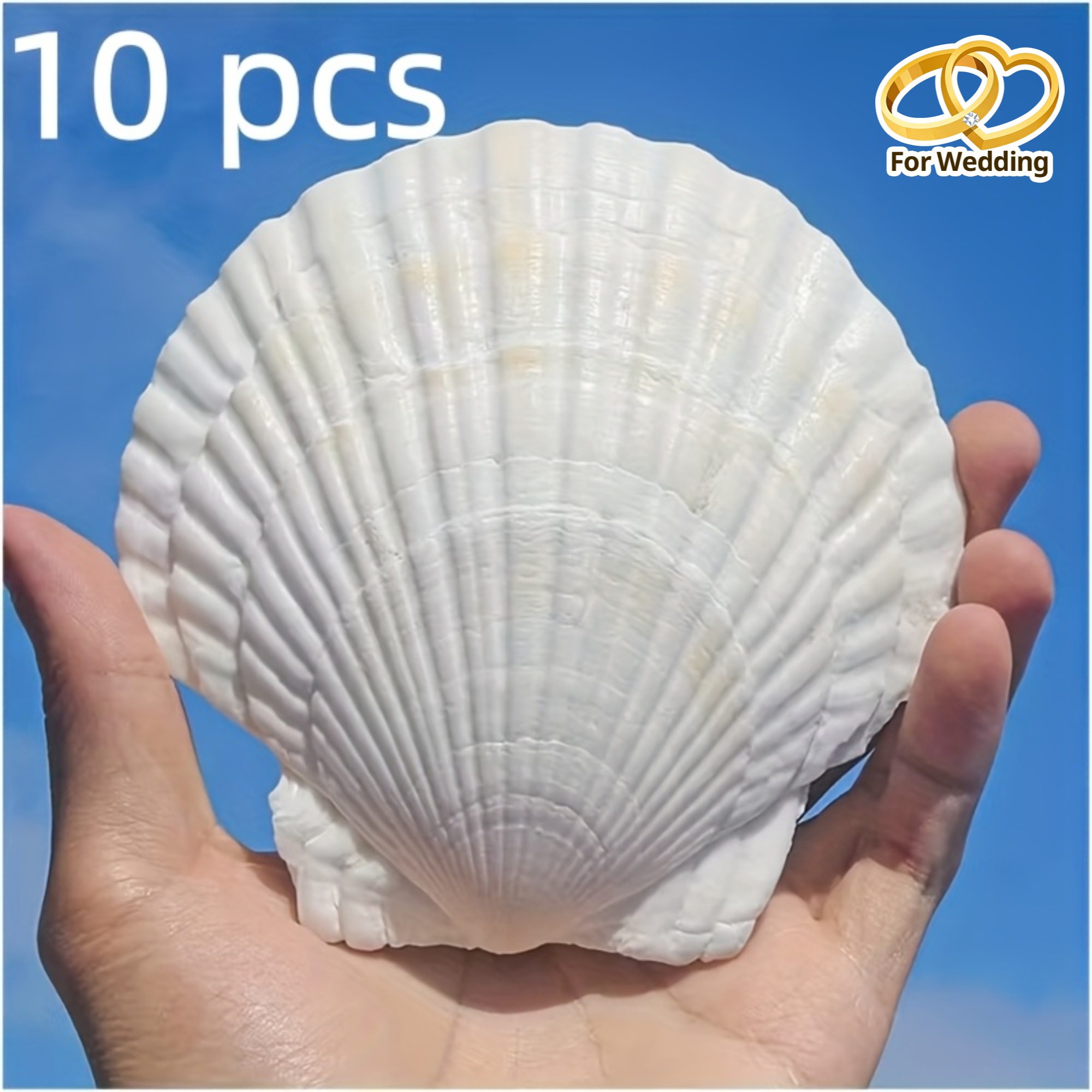craft seashells sold on Temu United States