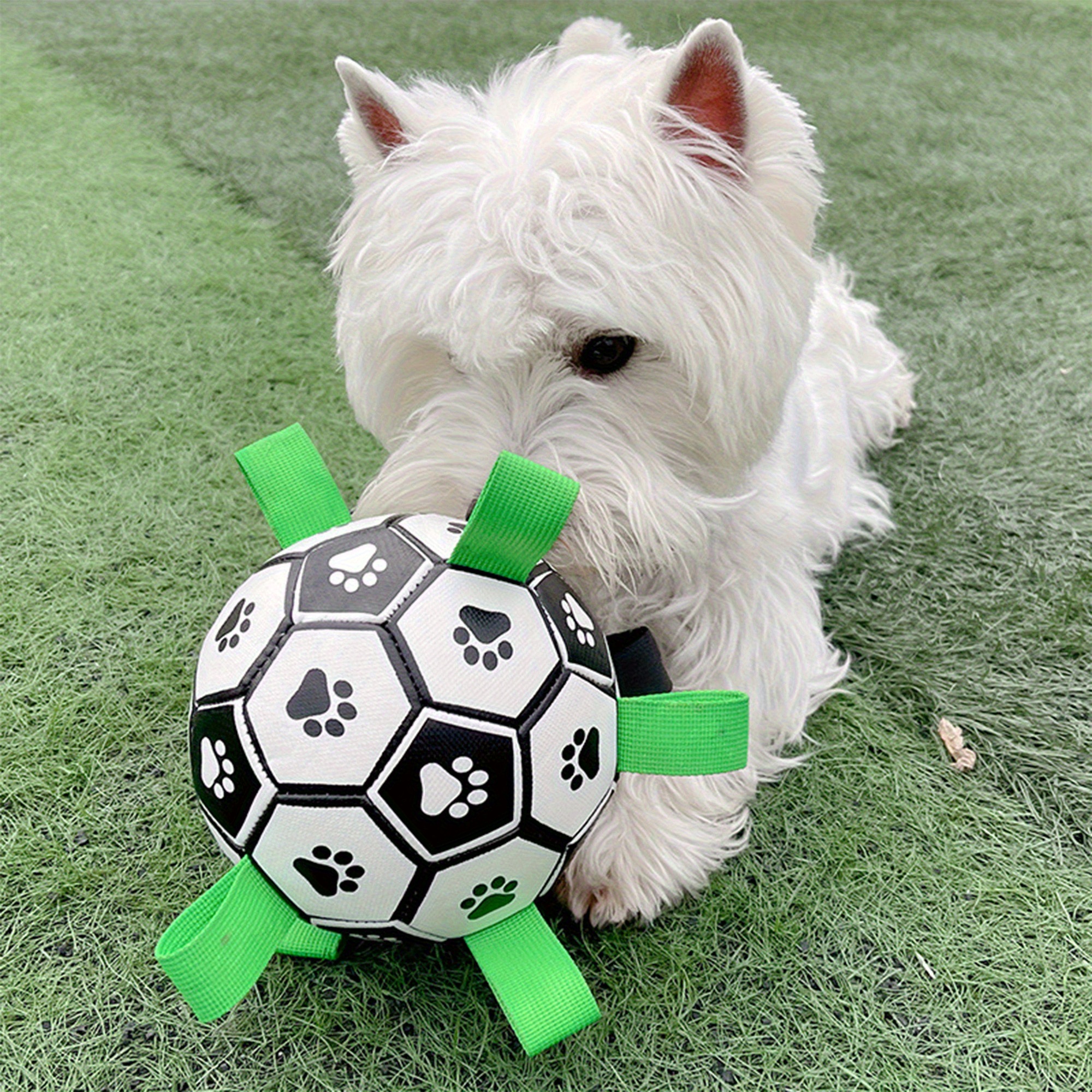 dog football sold on Temu United States