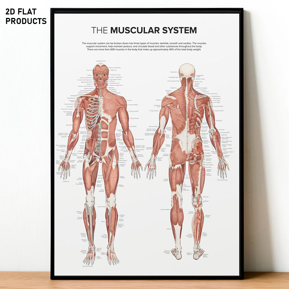 Human Body Muscles Total