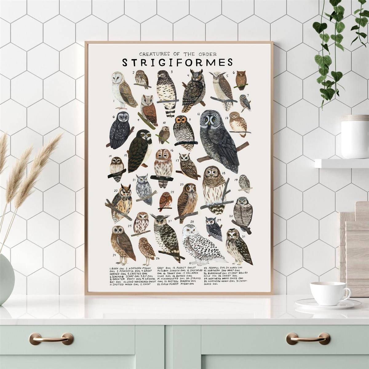 Educational Retro Poster Canvas Painting Types Of Owl Animal Owl Chart ...