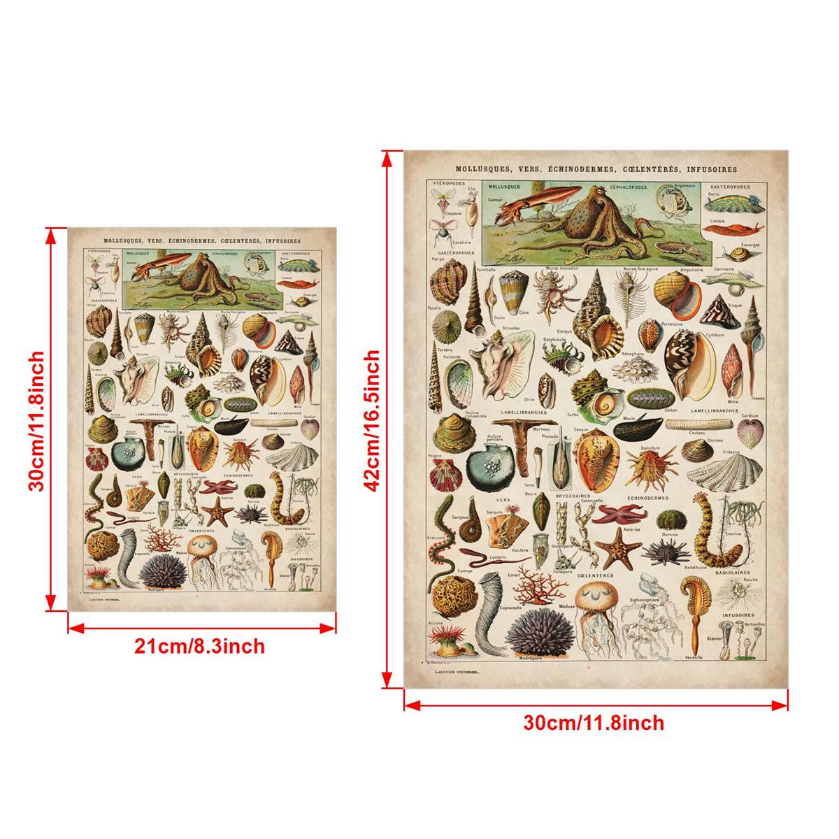 Vintage Art Canvas Poster Educational Seashell Chart - Temu