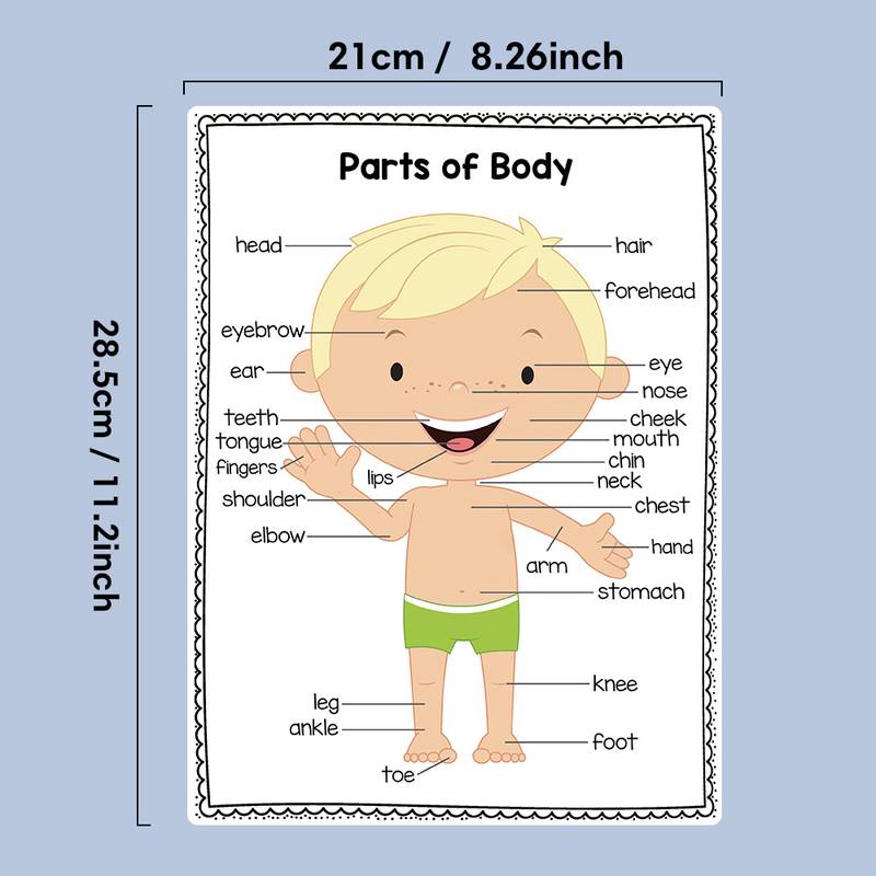 2 Pcs A4 Corps Humain Apprentissage ducatif Affiches Temu France 2 Pcs A4 Corps Humain Apprentissage ducatif Affiches Temu France