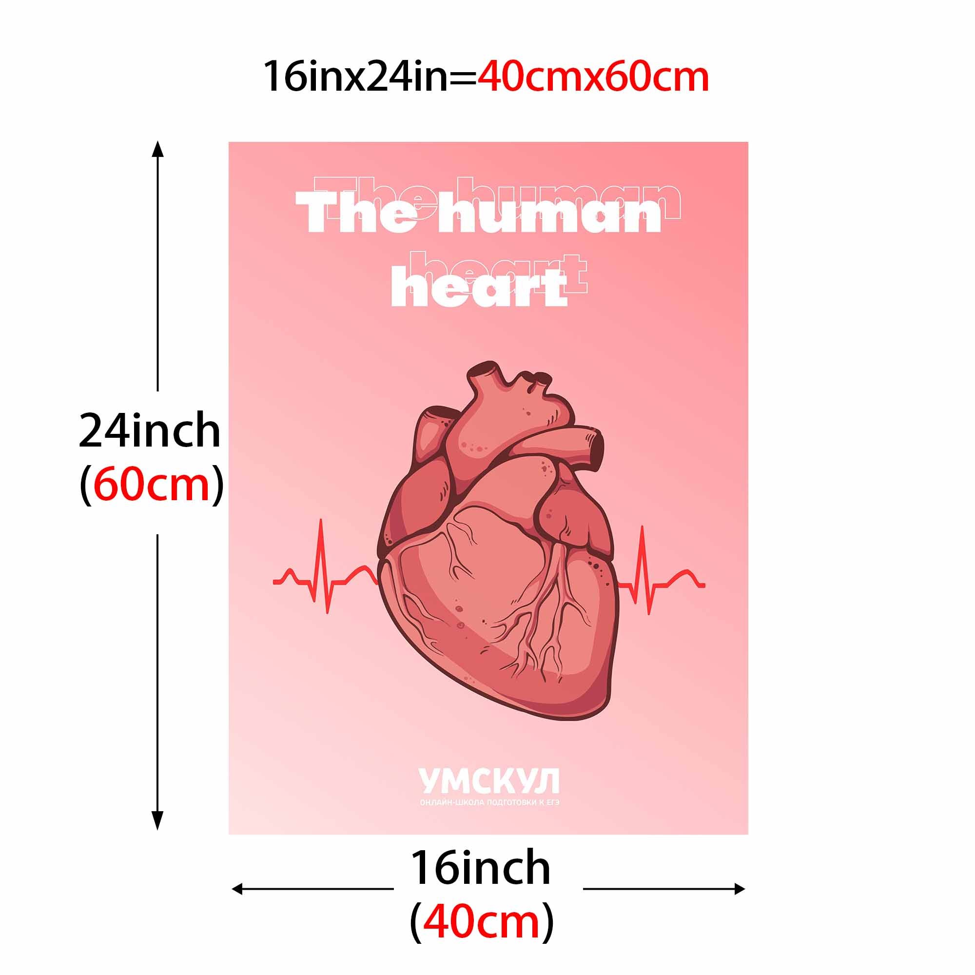 Real Heart Diagram