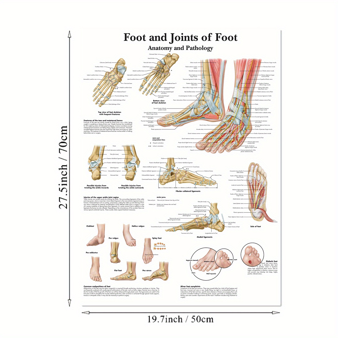 1pc Unframed Canvas Poster, Anatomical Charts Posters, Shoulder And ...