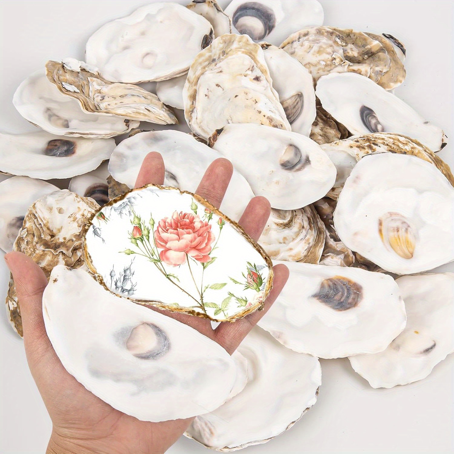 sea shells sold on Temu United States