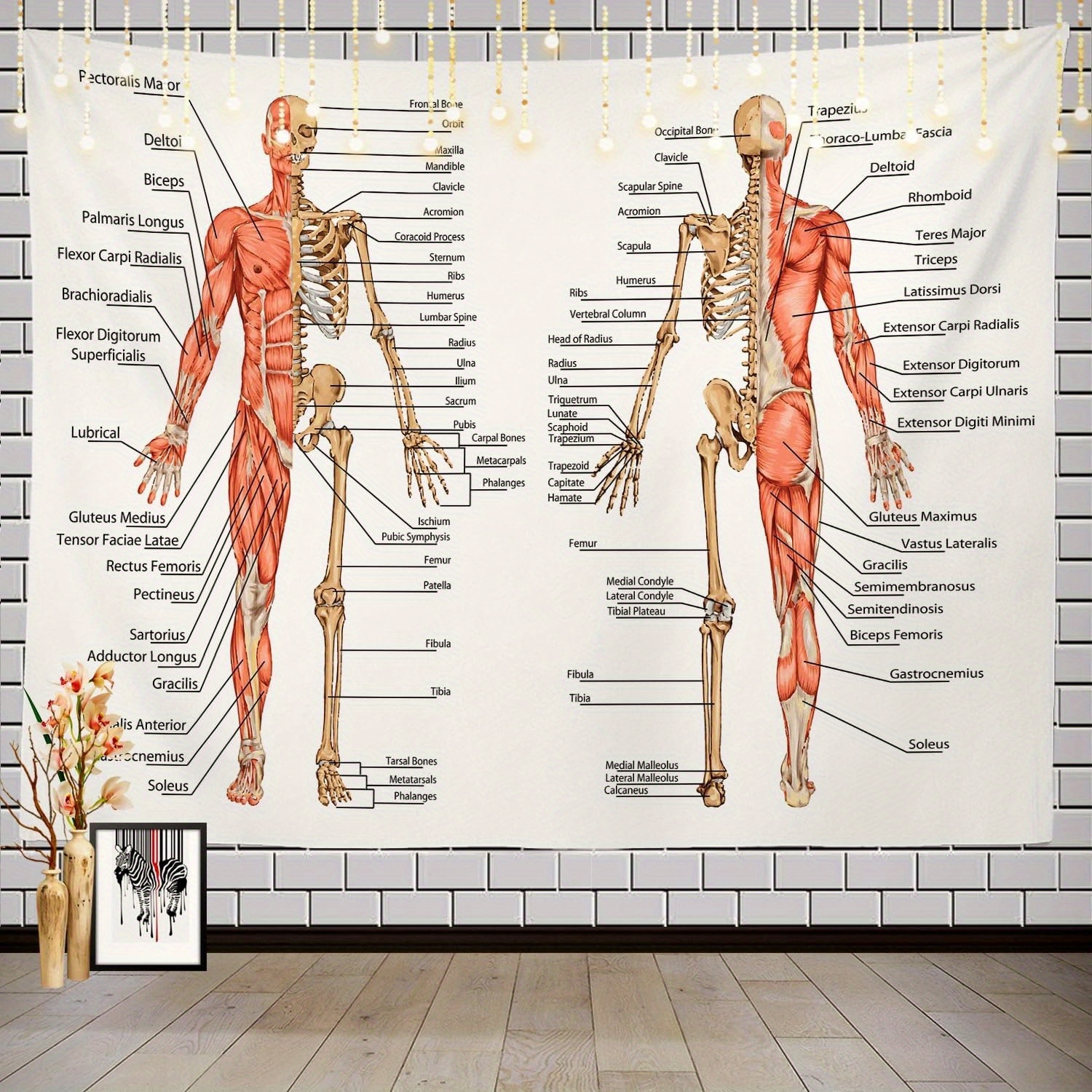 Human Anatomy Tapestry By Vintage Chart Of Body Front Back Skeleton