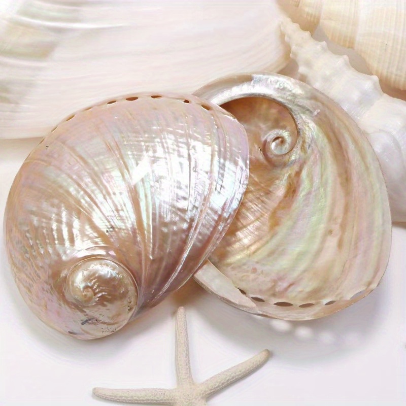 artificial shells - United Arab