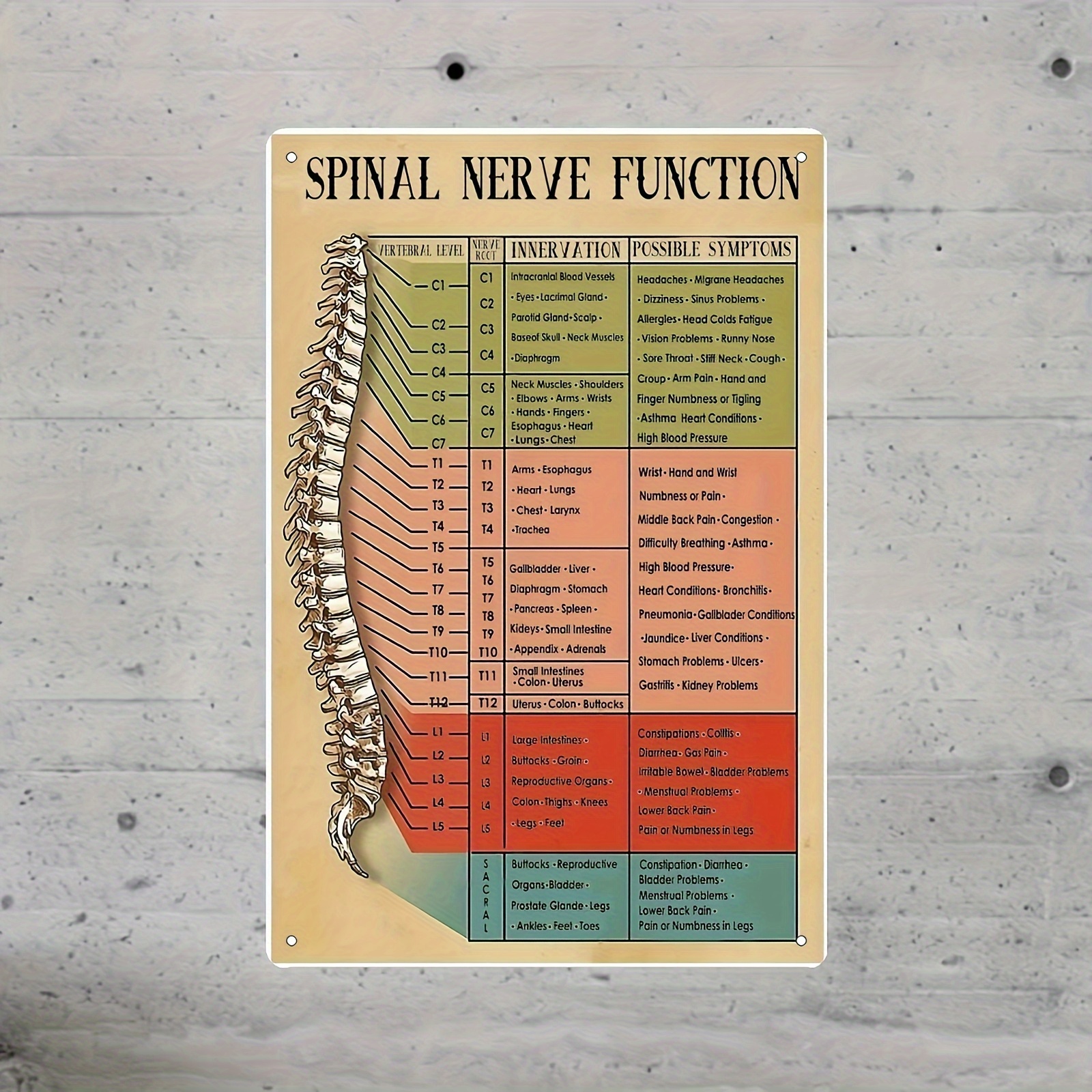Spinediagram Spinal Nerves Effects Chart Good To