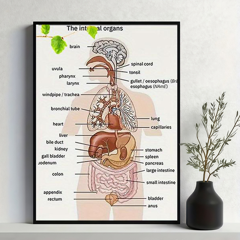 Body Organs Diagram Labeled