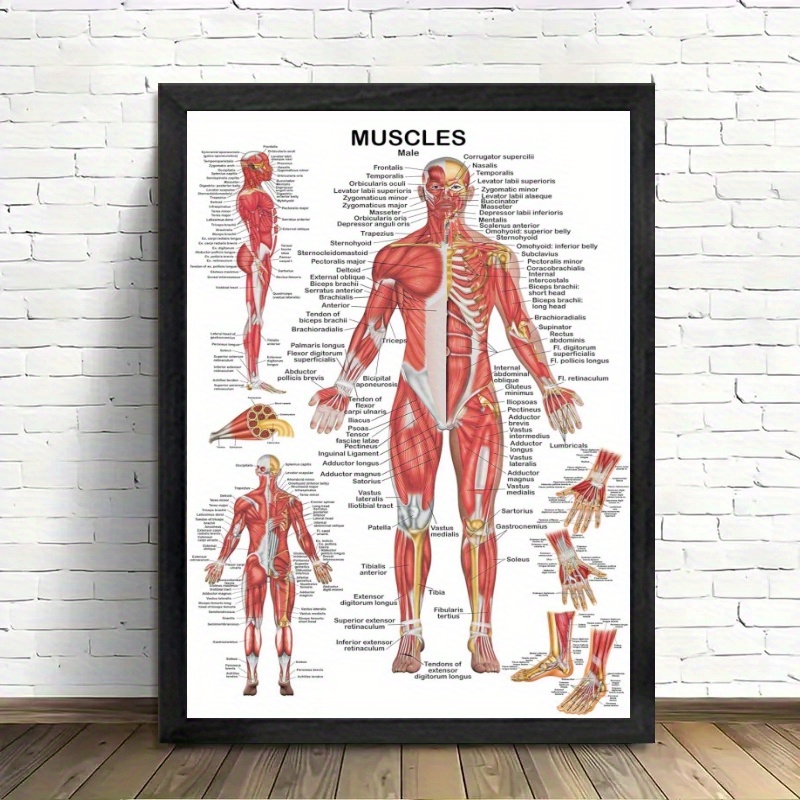 Female Muscular System Diagram Laminated Muscular System Anatomical