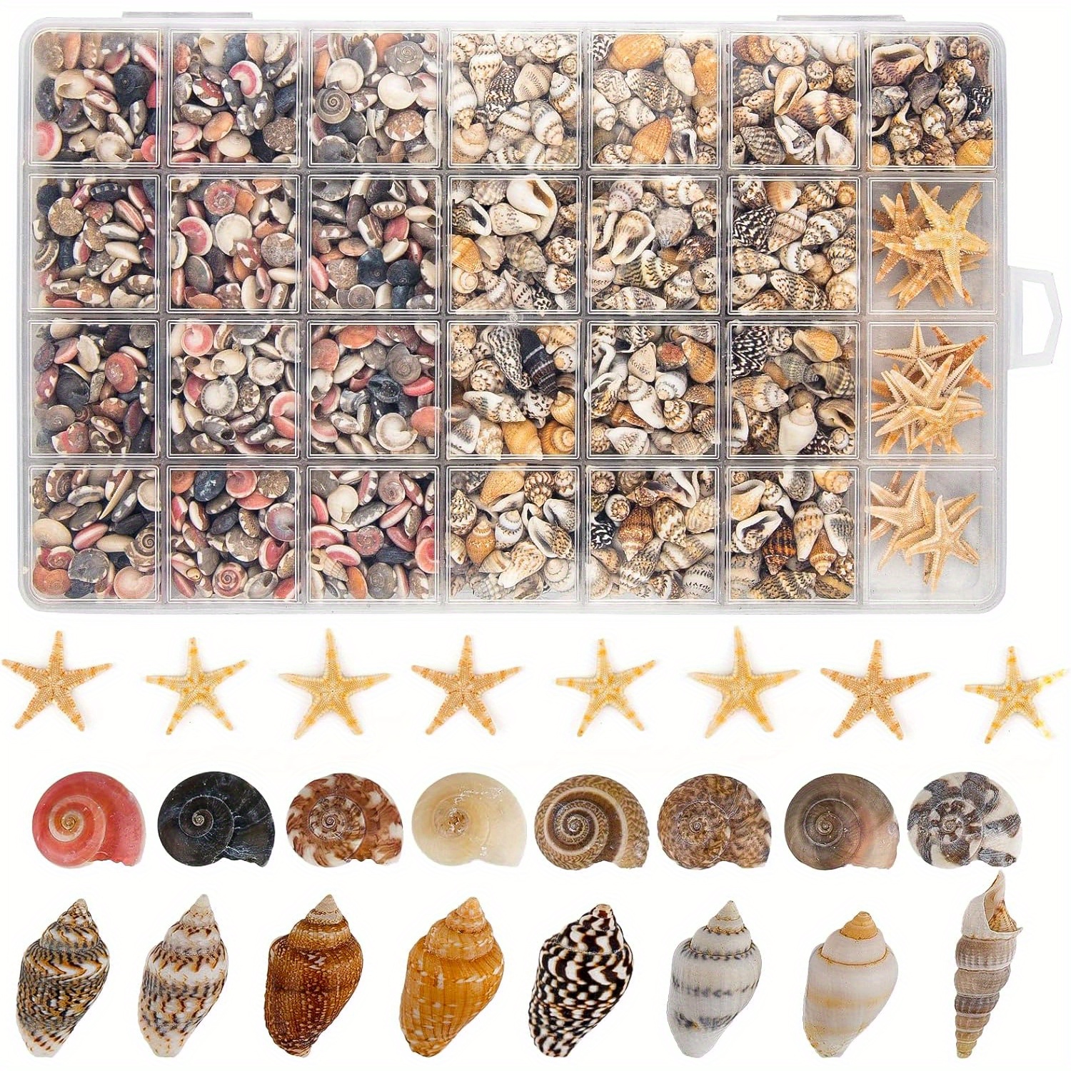 sea shells sold on Temu United States