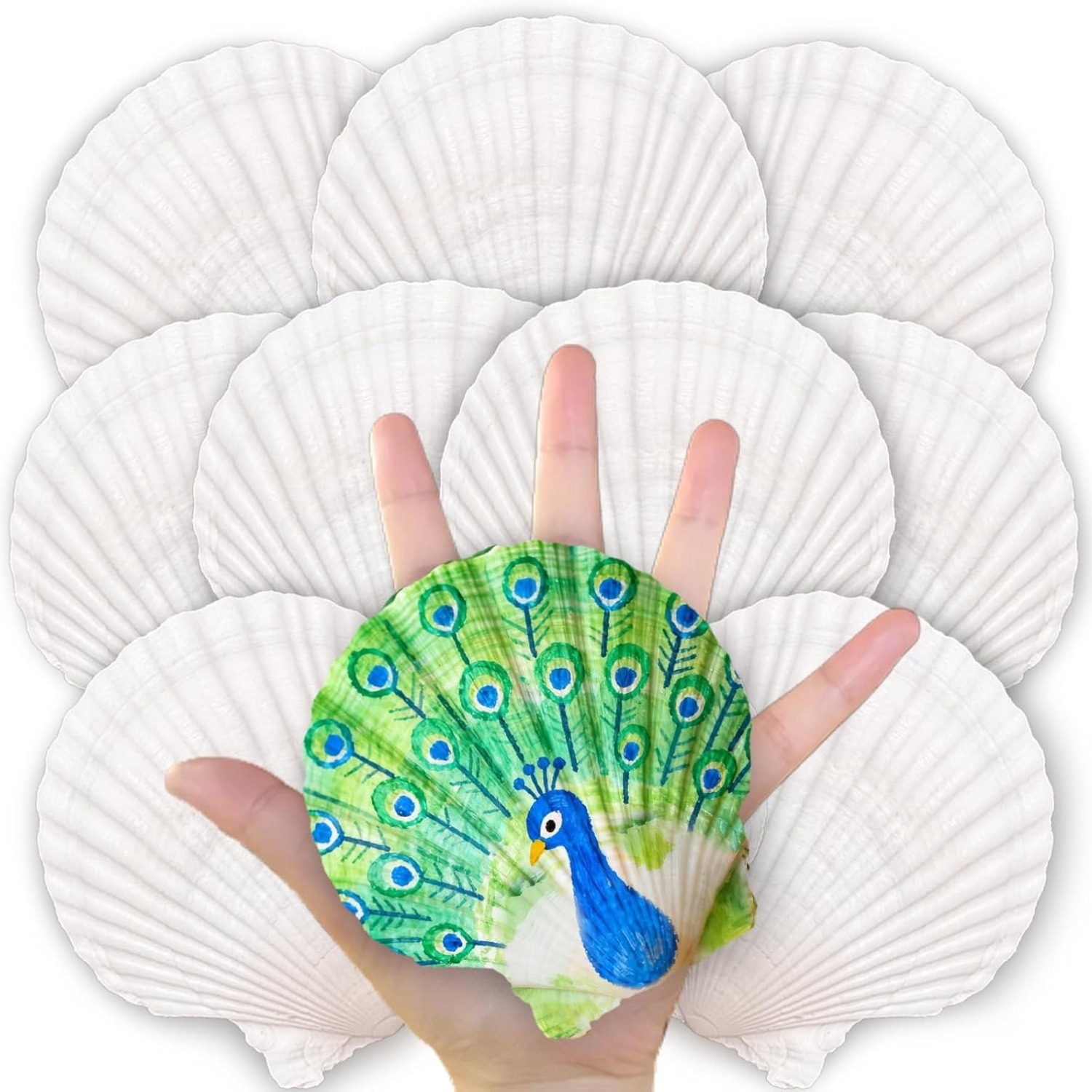 sea shells sold on Temu United States