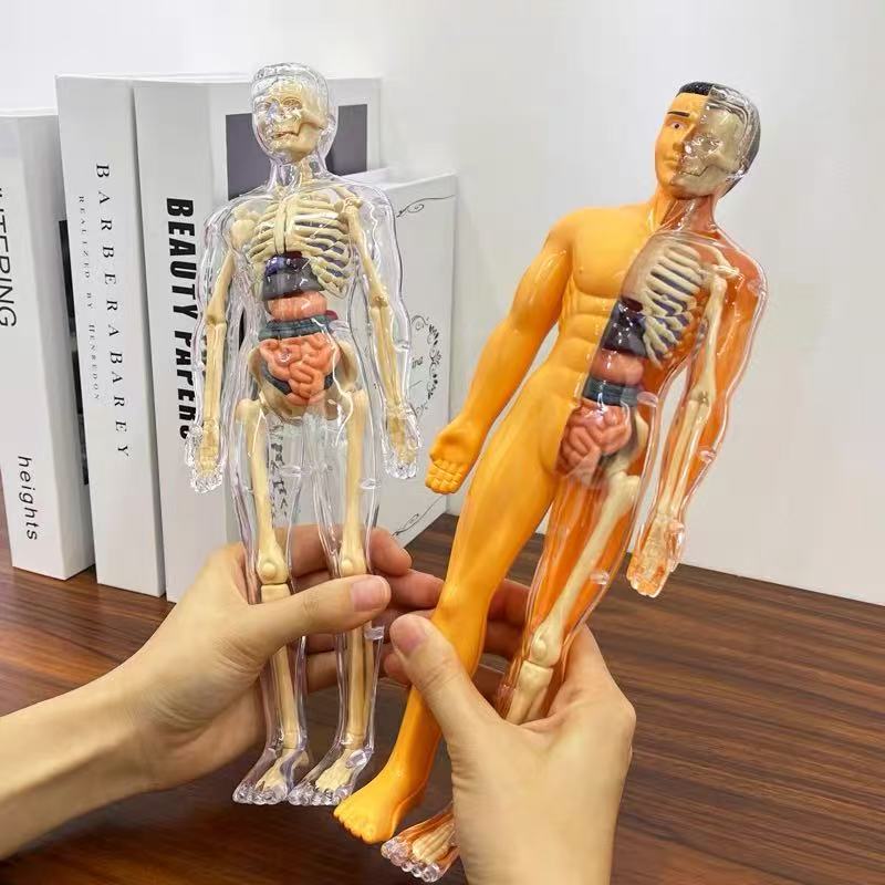 Anatomy Model Clear Human Body Structure Model, Anatomy Figure 3D ...