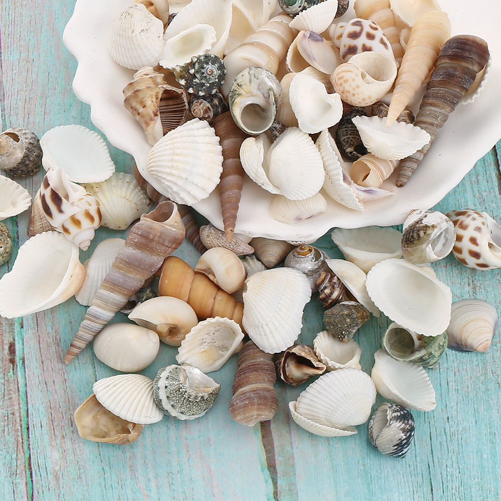 craft seashells sold on Temu United States