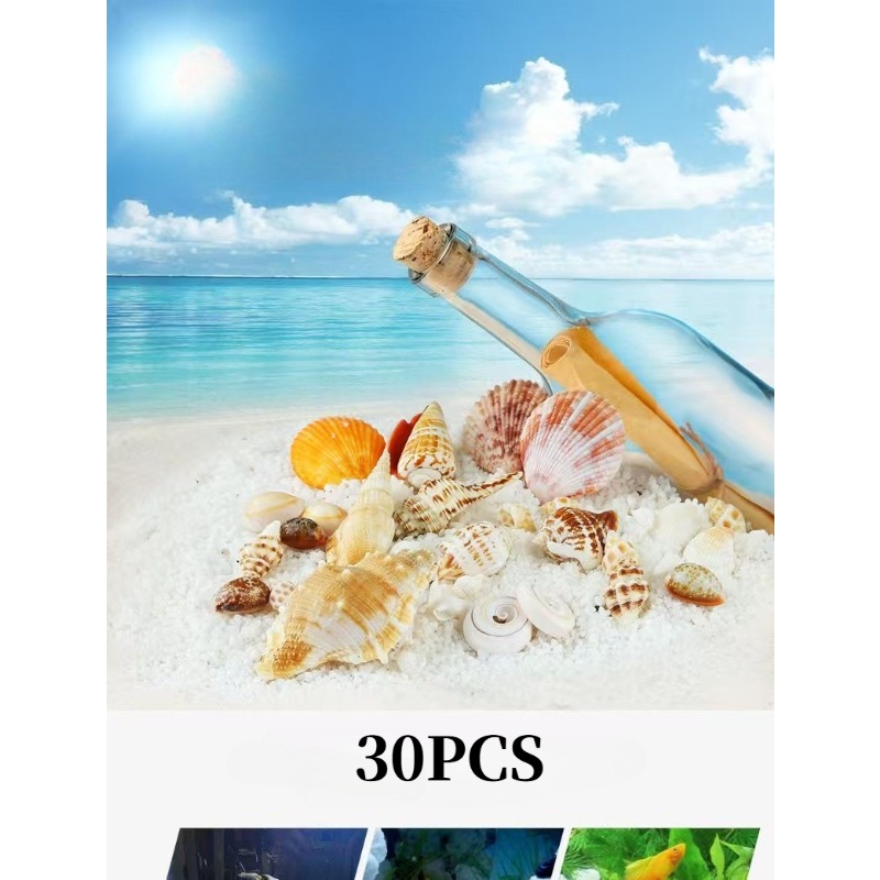 sea shells sold on Temu United States